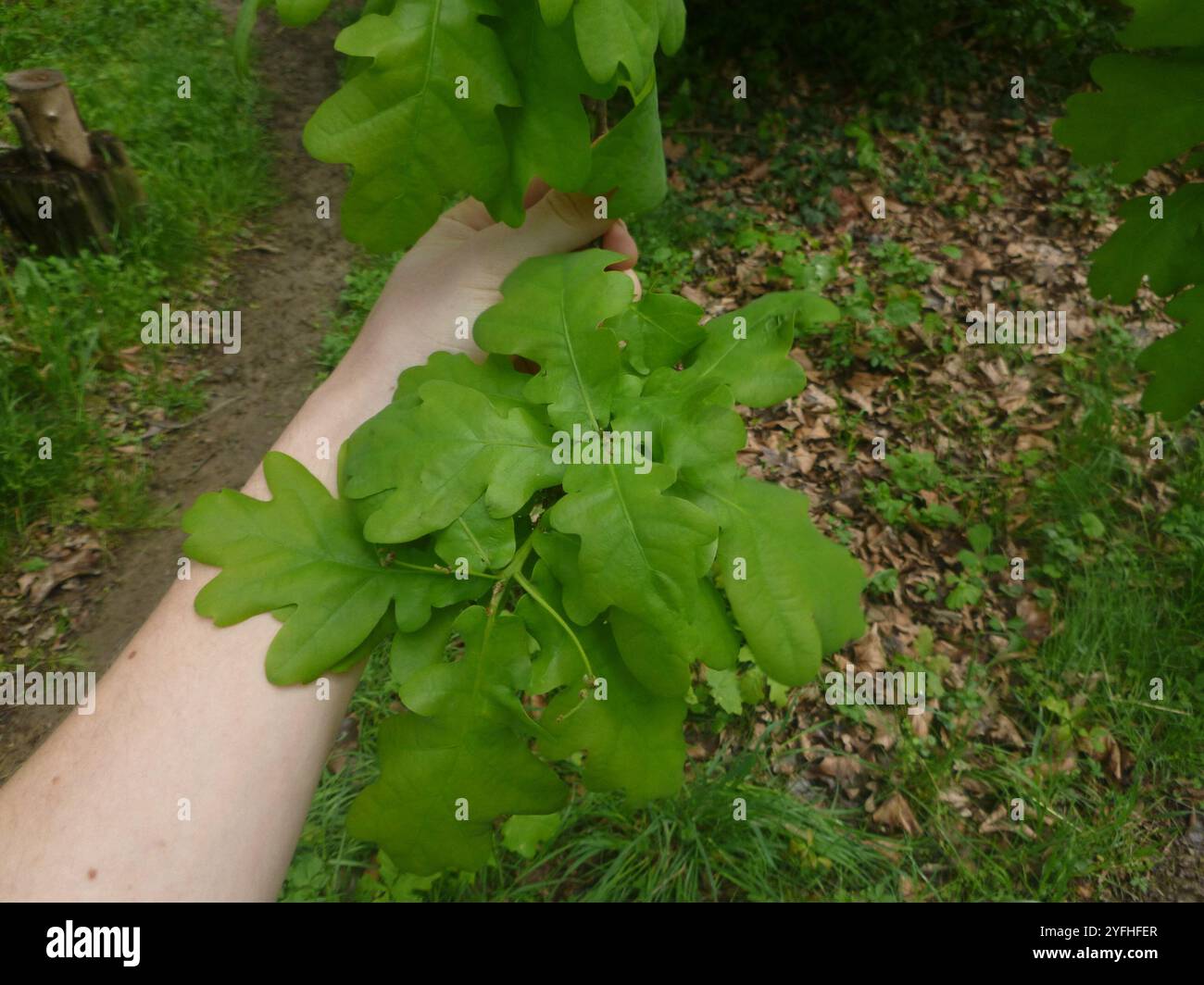 Common Spangle Gall Wasp (Neuroterus quercusbaccarum Stock Photo - Alamy