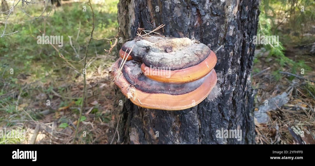 Red-banded Polypore (Fomitopsis pinicola Stock Photo - Alamy