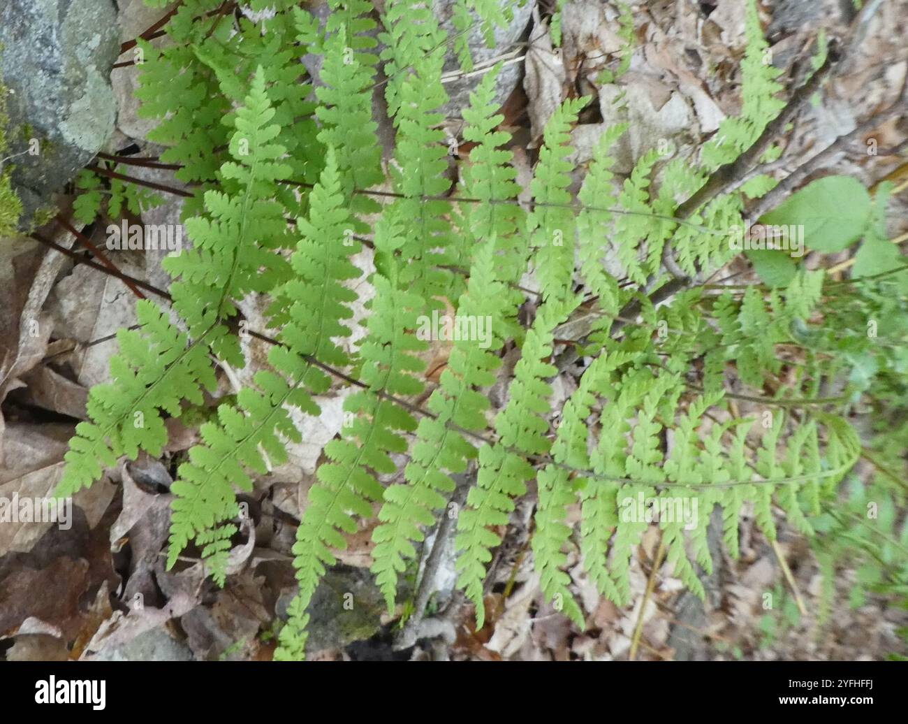 bulblet fern (Cystopteris bulbifera Stock Photo - Alamy