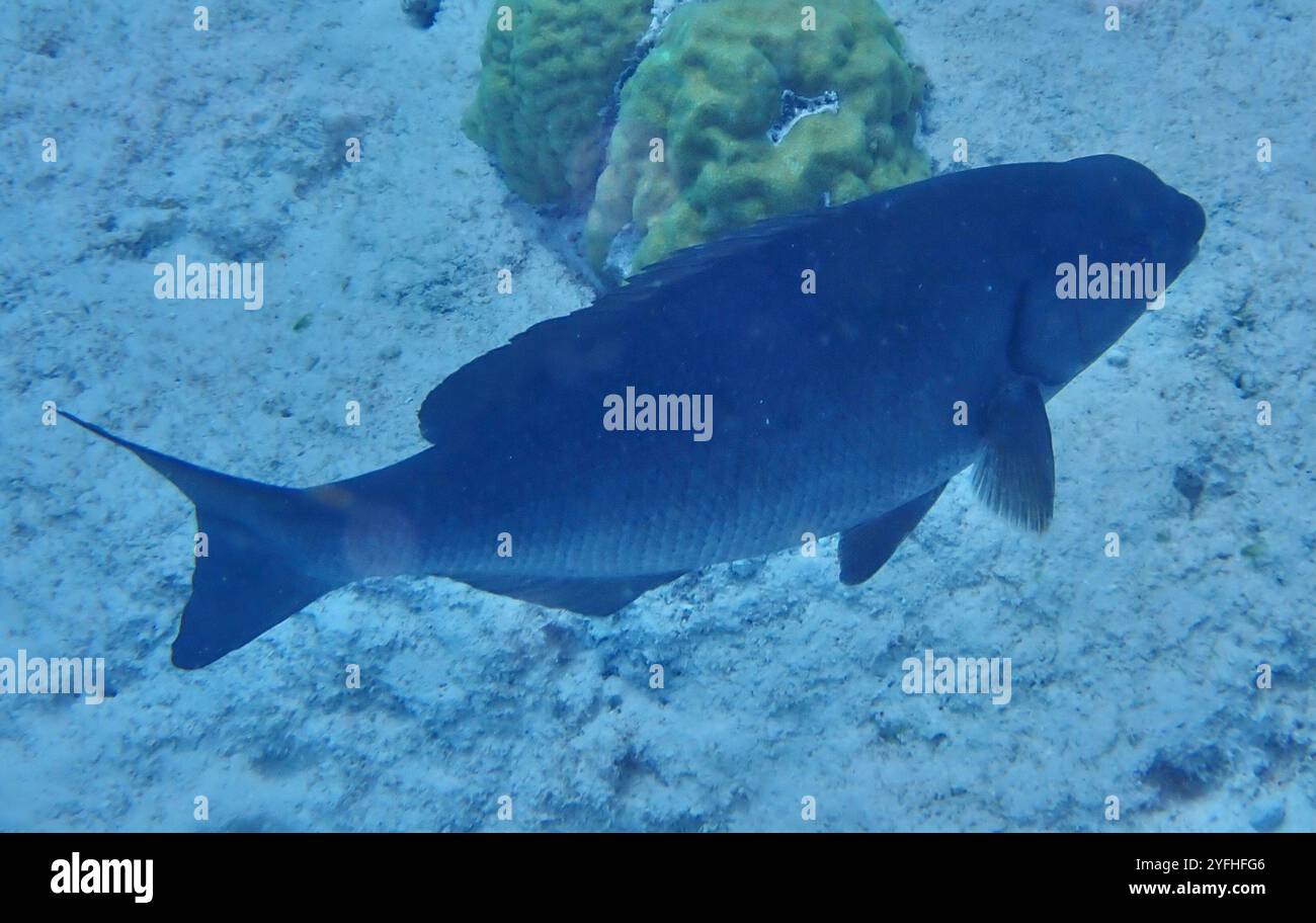 Bermuda Chub (Kyphosus sectatrix Stock Photo - Alamy