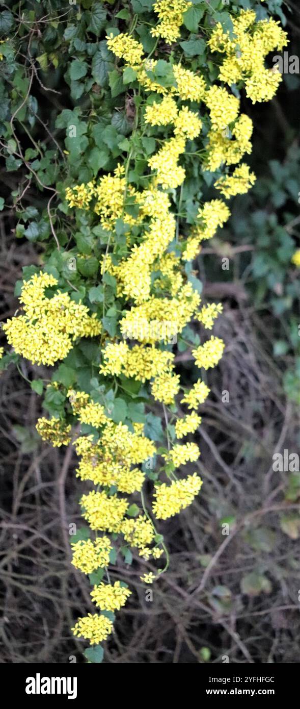 Canary creeper (Senecio tamoides Stock Photo - Alamy