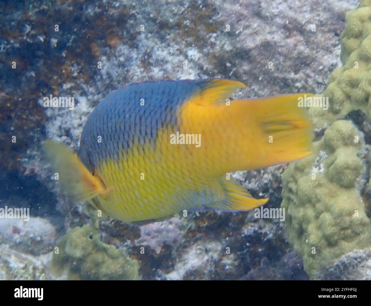 Spanish Hogfish (Bodianus rufus Stock Photo - Alamy