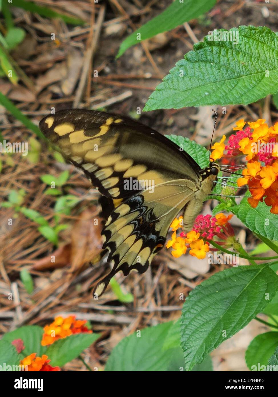 Fluted Swallowtails (Papilionini Stock Photo - Alamy