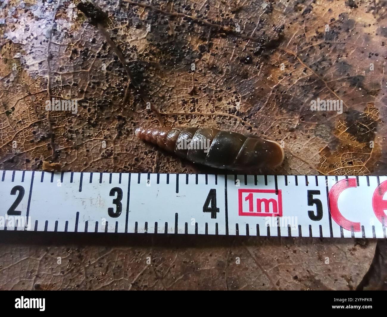 Plaited Door-snail (Cochlodina laminata Stock Photo - Alamy
