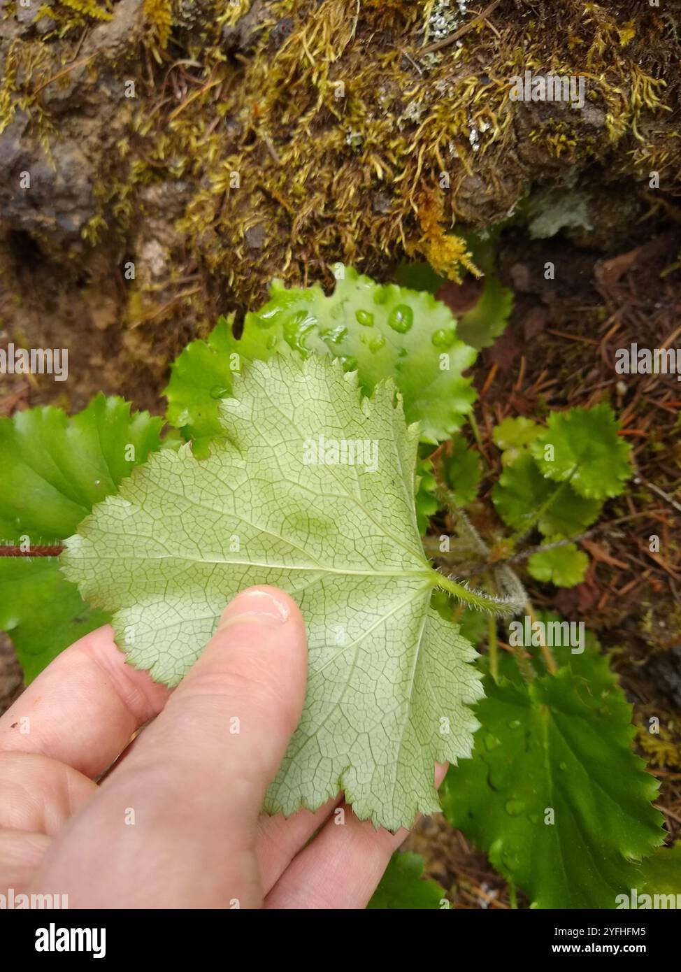 Alumroot heuchera micrantha hi-res stock photography and images - Alamy