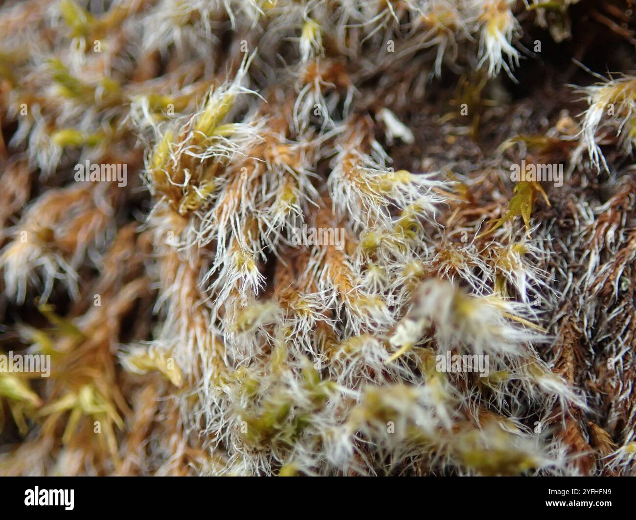 Woolly Fringe-moss (Racomitrium lanuginosum Stock Photo - Alamy
