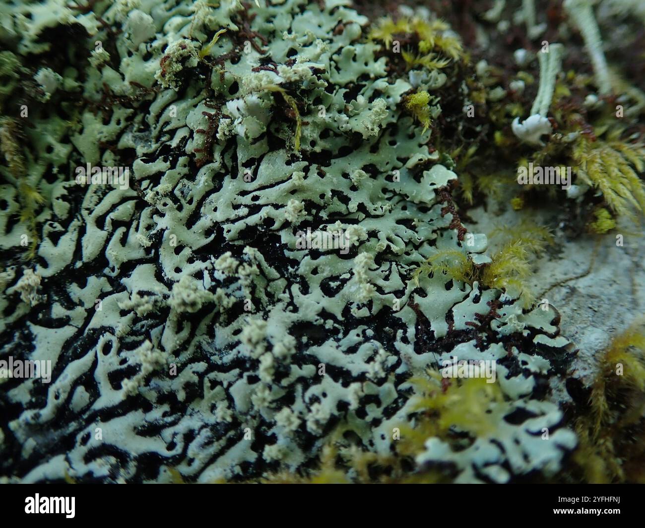 Tree Flute Lichen (Menegazzia subsimilis Stock Photo - Alamy