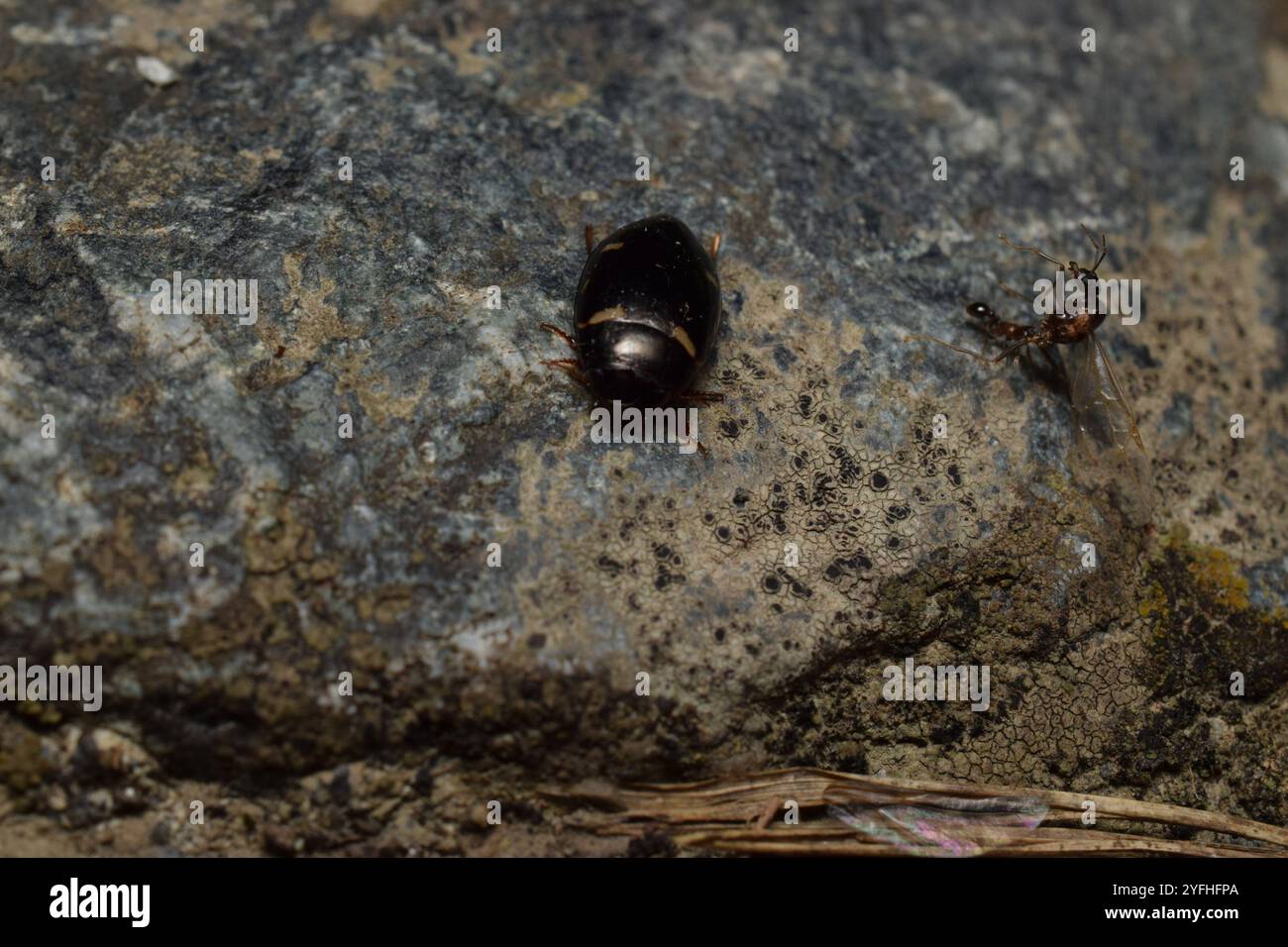 Platambus hi-res stock photography and images - Alamy