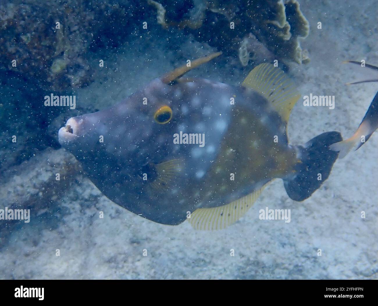 Whitespotted Filefish (Cantherhines macrocerus Stock Photo - Alamy