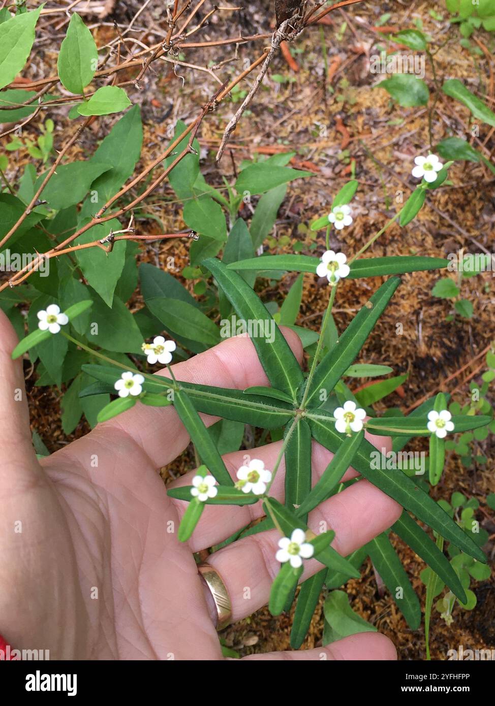 False Flowering Spurge (Euphorbia pubentissima Stock Photo - Alamy
