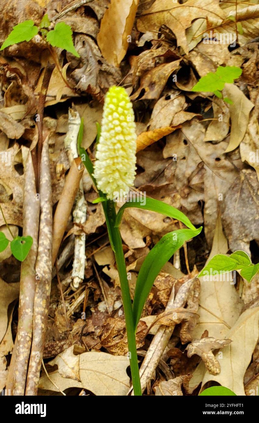 devil's bit (Chamaelirium luteum Stock Photo - Alamy