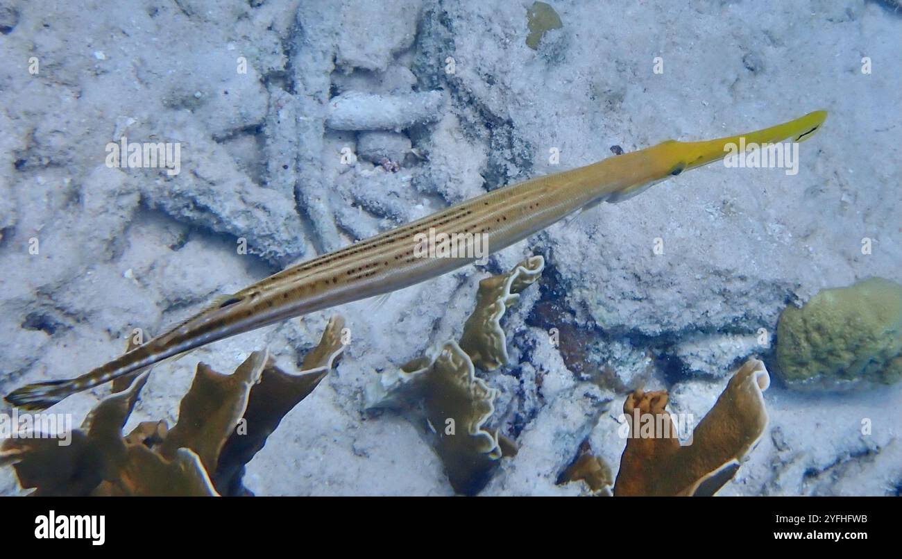 Western Atlantic Trumpetfish (Aulostomus maculatus Stock Photo - Alamy