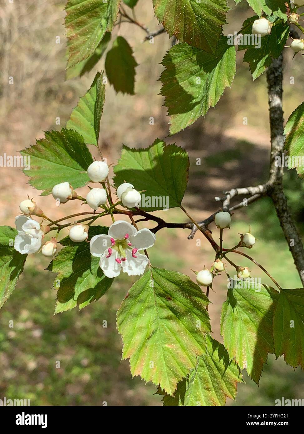Black Hawthorn (Crataegus douglasii Stock Photo - Alamy