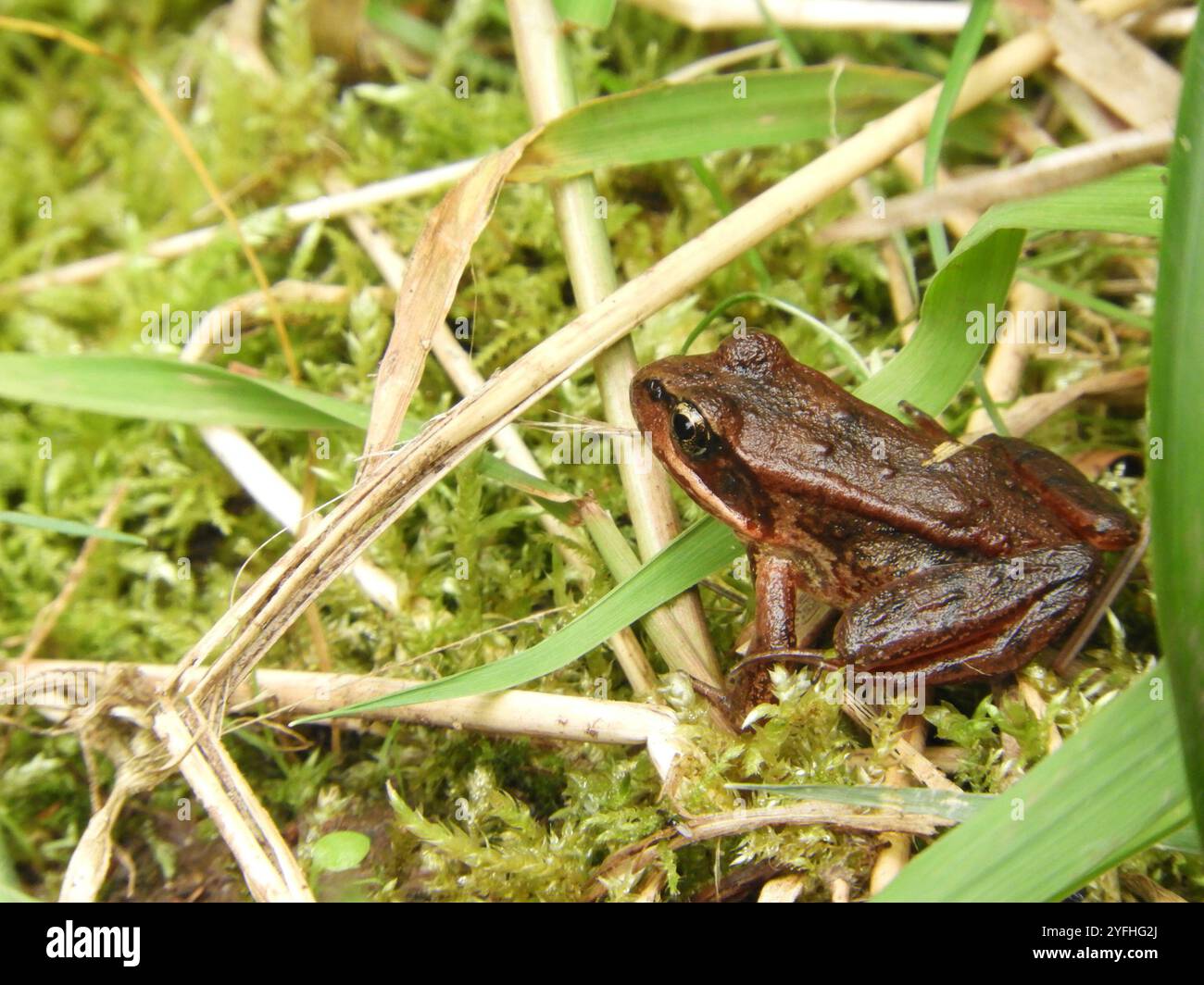 Northern red legged frog hi-res stock photography and images - Alamy