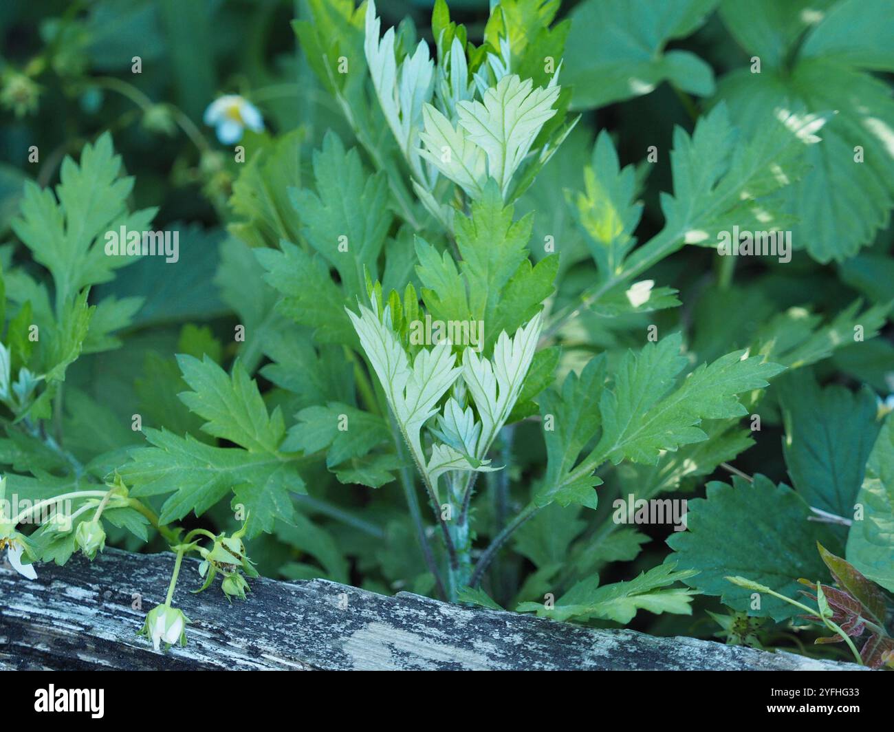 common mugwort (Artemisia vulgaris Stock Photo - Alamy