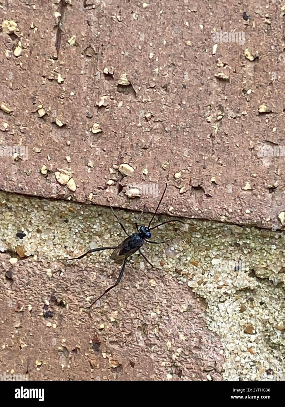 Blue-eyed Ensign Wasp (Evania appendigaster Stock Photo - Alamy