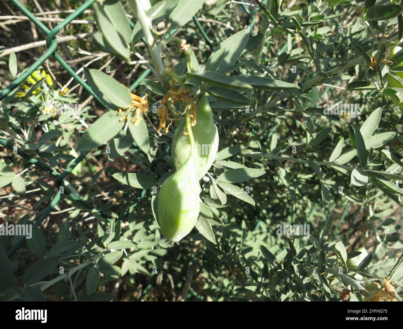 Bladderpod (Cleomella arborea Stock Photo - Alamy