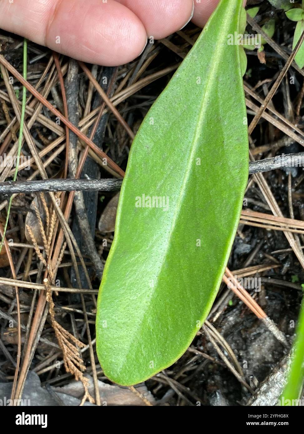 Coastal Plain Tickseed (Coreopsis gladiata Stock Photo - Alamy