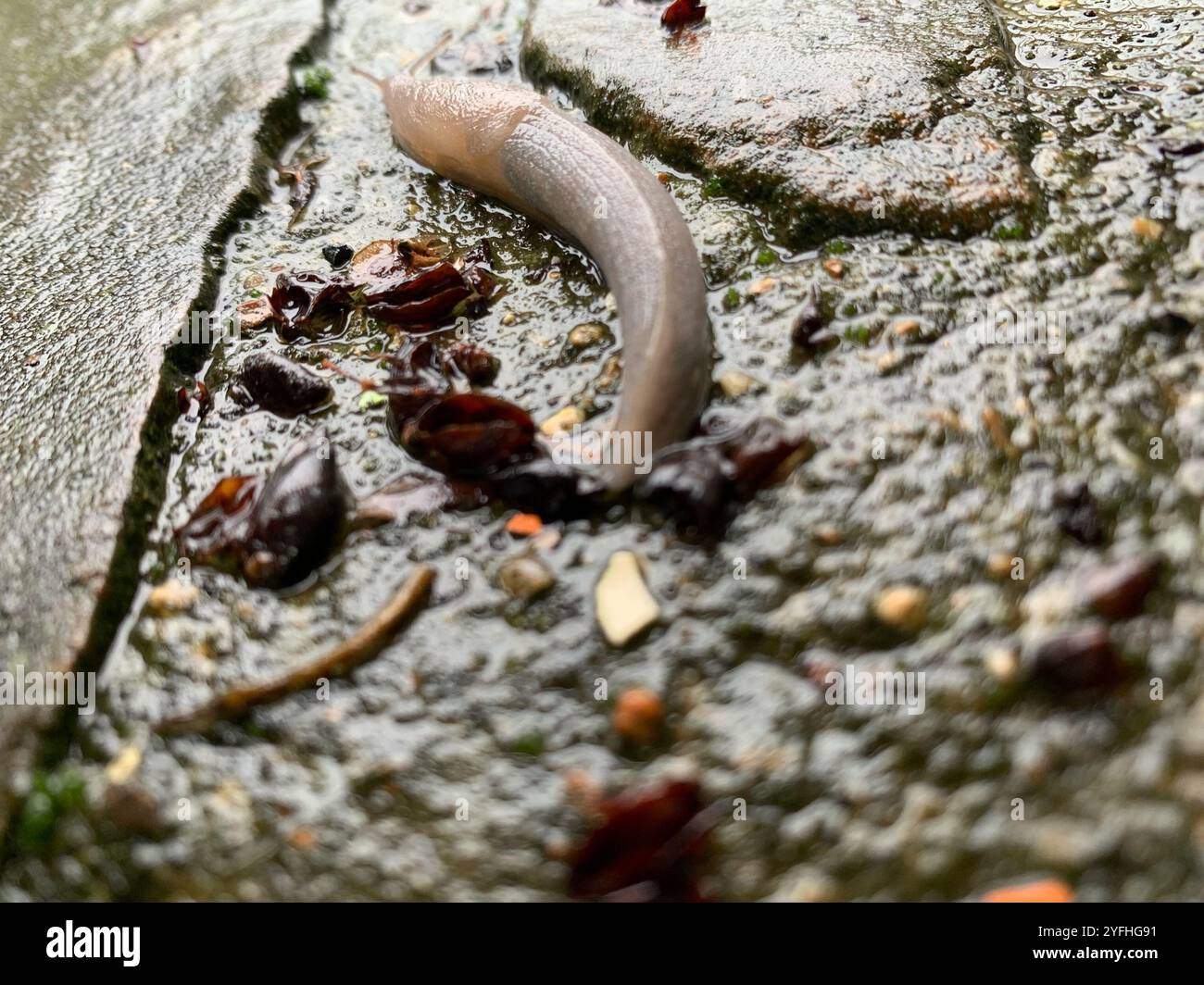 Greenhouse Slug (Milax gagates Stock Photo - Alamy