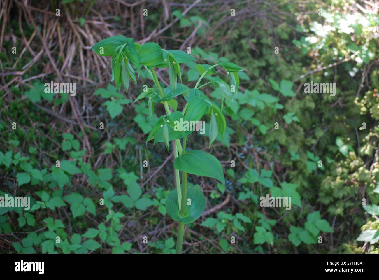 white twisted-stalk (Streptopus amplexifolius Stock Photo - Alamy