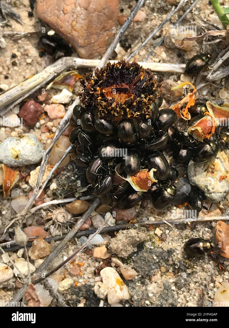 Phaedon hi-res stock photography and images - Alamy