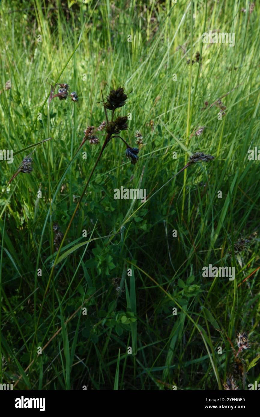 Field woodrush (Luzula campestris Stock Photo - Alamy