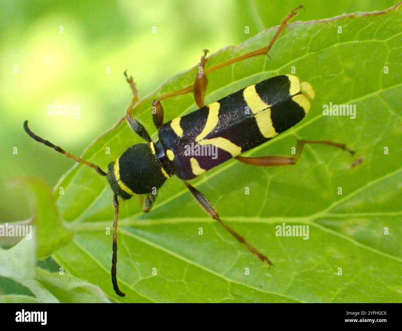 Wasp Beetle (Clytus arietis Stock Photo - Alamy