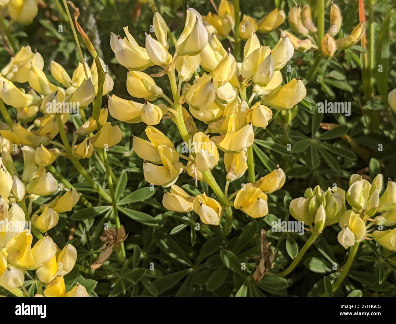 coastal bush lupine (Lupinus arboreus Stock Photo - Alamy