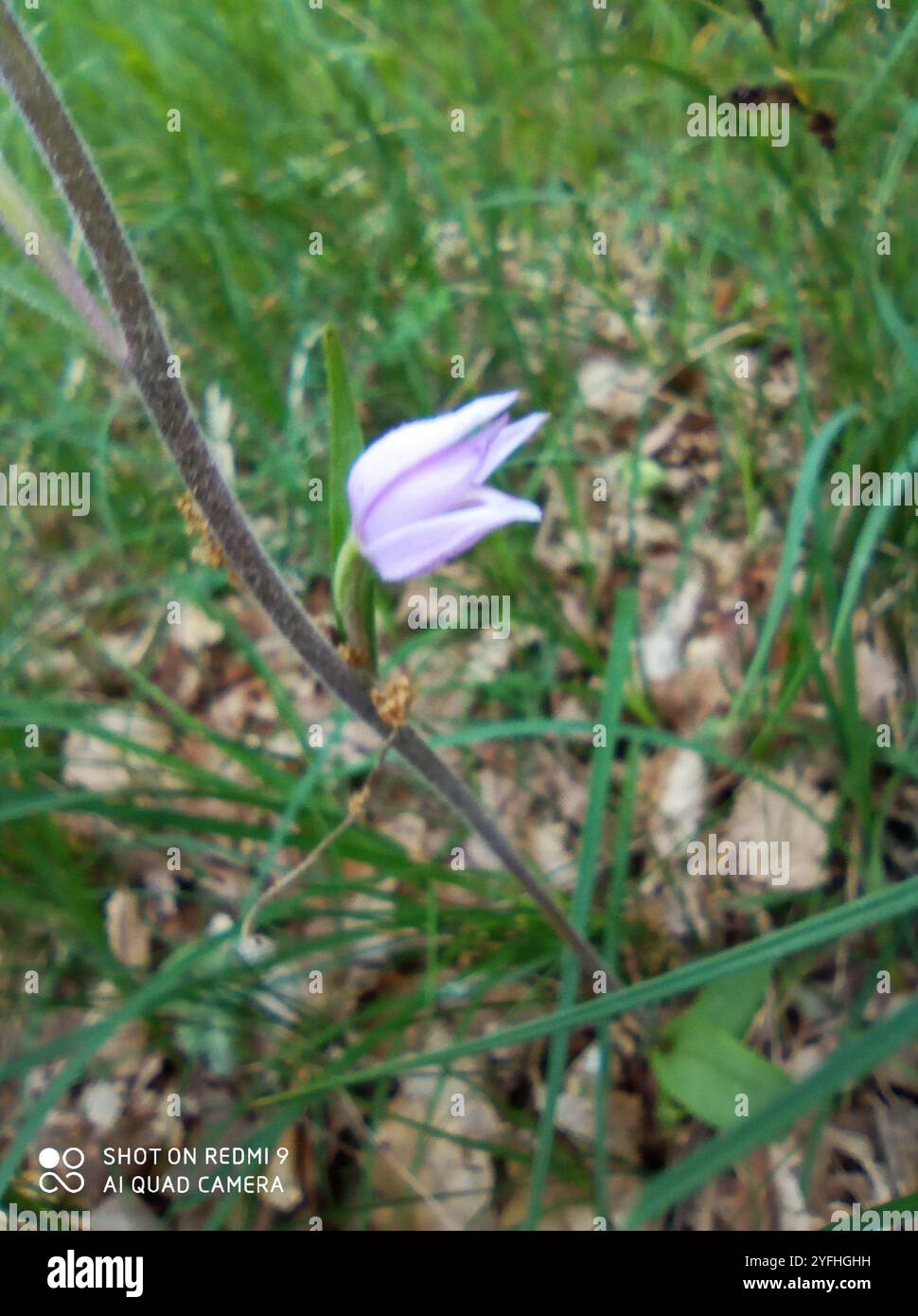 Red Helleborine (Cephalanthera rubra Stock Photo - Alamy