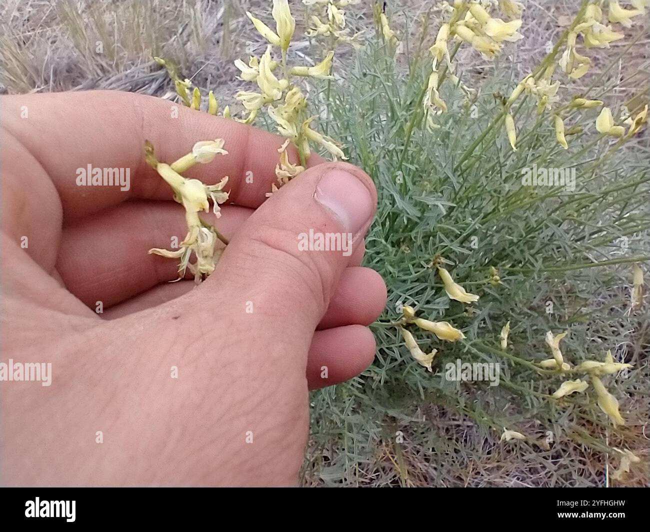 basalt milkvetch (Astragalus filipes Stock Photo - Alamy