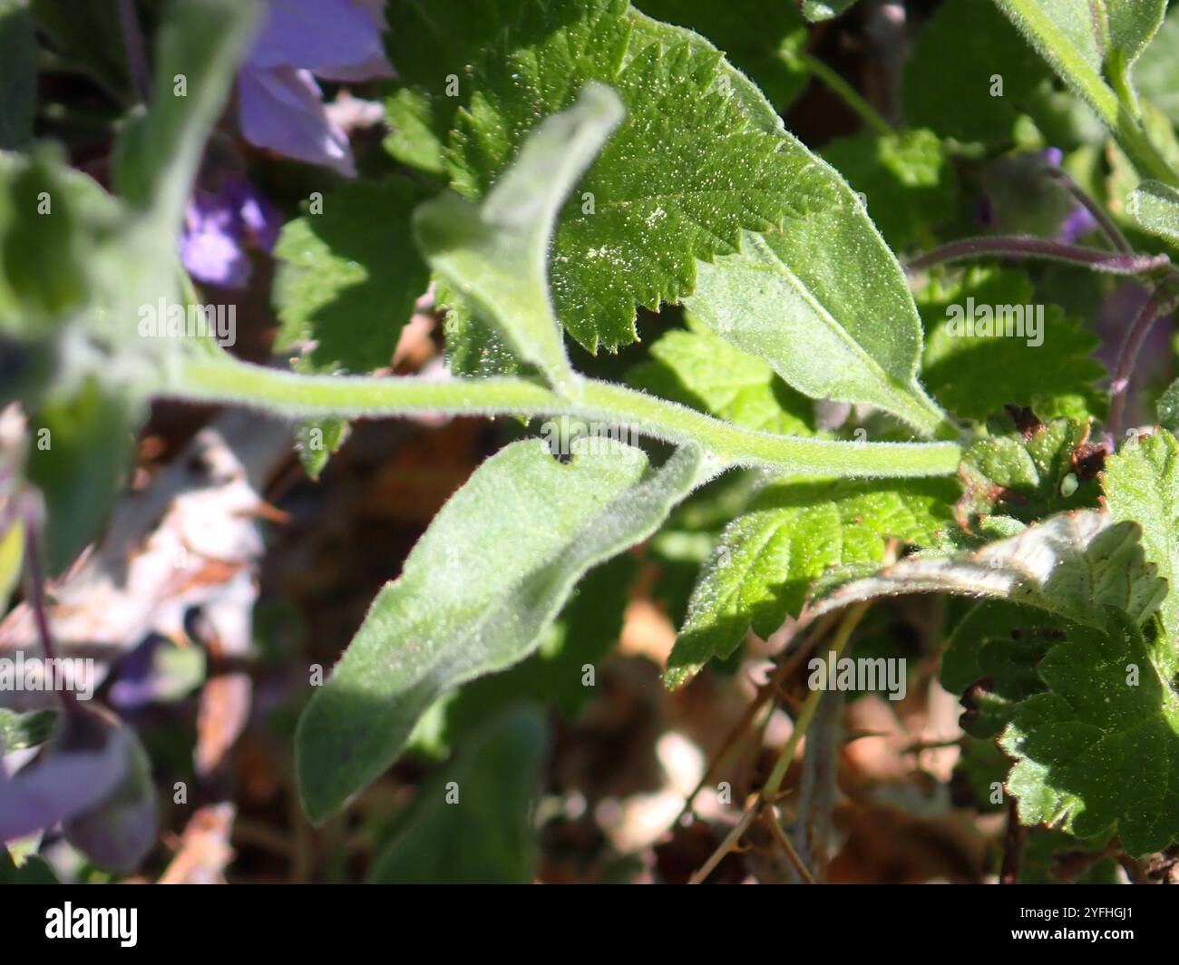 purple nightshade (Solanum xanti Stock Photo - Alamy