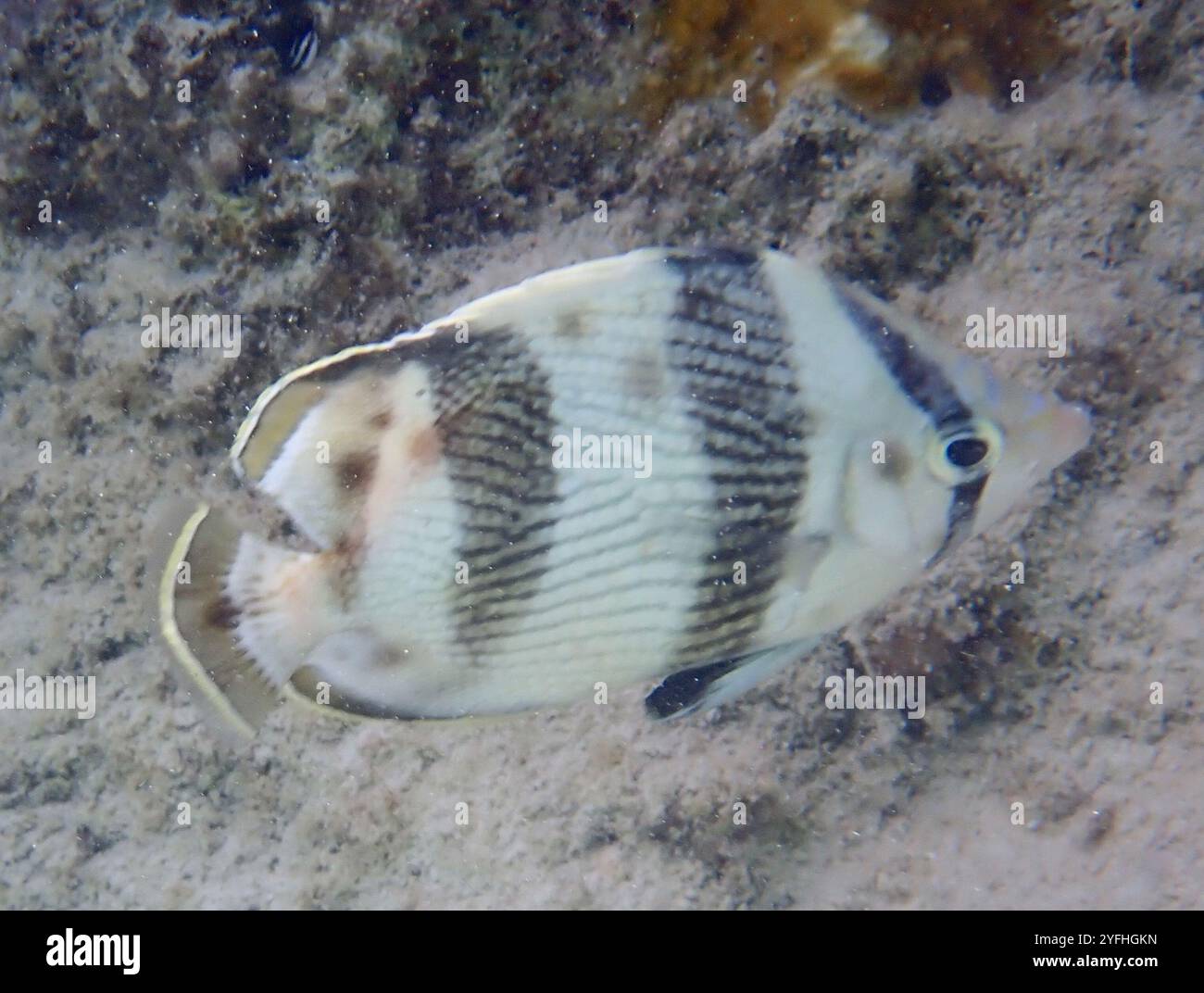Banded Butterflyfish (Chaetodon striatus Stock Photo - Alamy