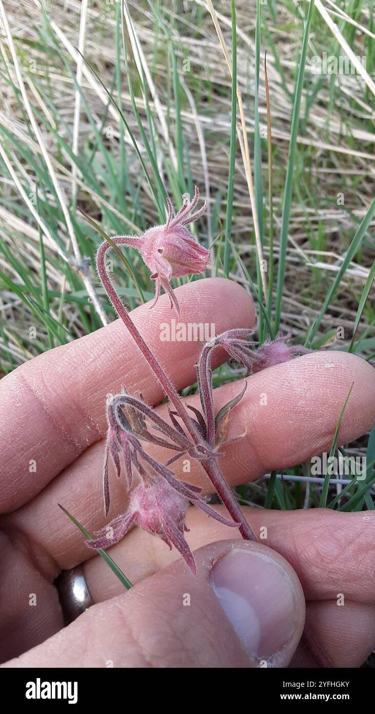prairie smoke (Geum triflorum Stock Photo - Alamy