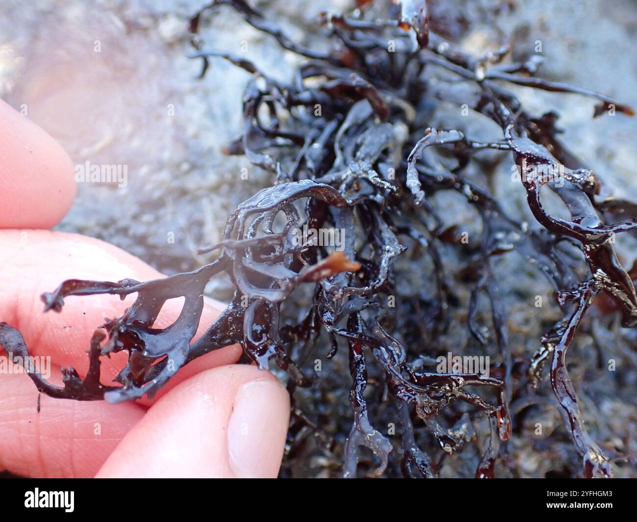 encrusting red algae (Mastocarpus Stock Photo - Alamy