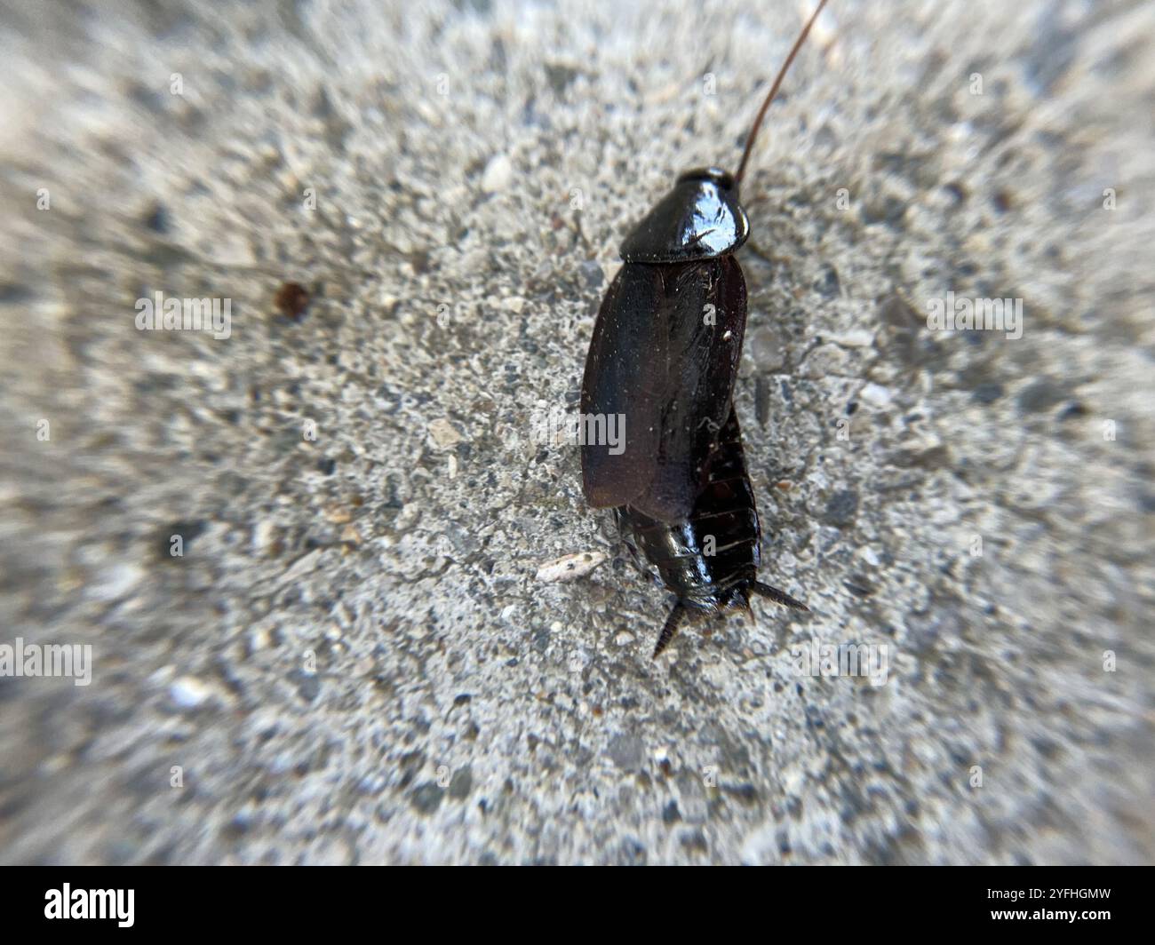 Oriental Cockroach (Blatta orientalis Stock Photo - Alamy