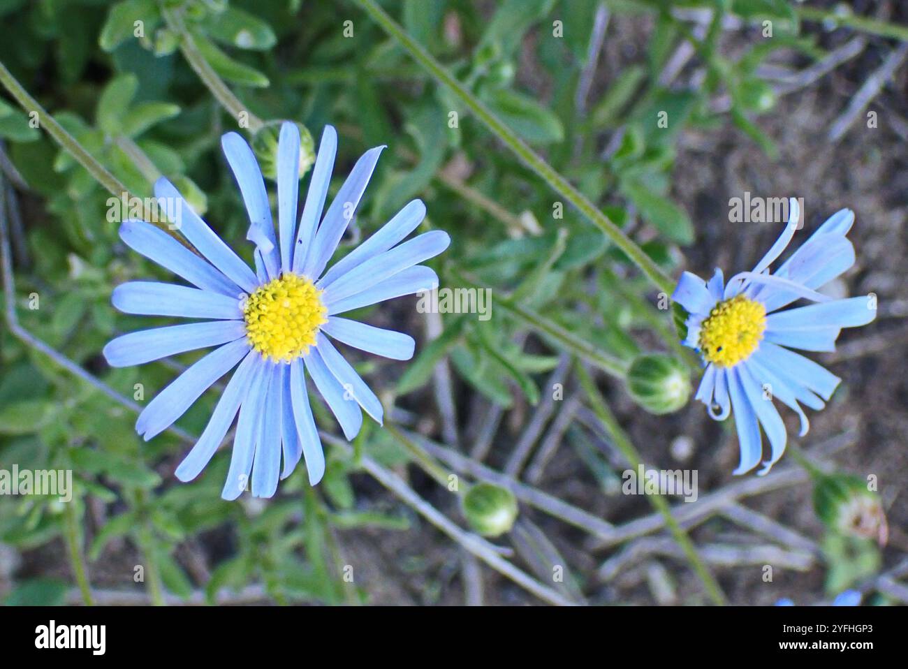 Soft Felicia (Felicia amoena Stock Photo - Alamy