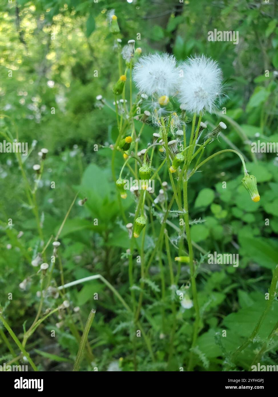 common groundsel (Senecio vulgaris Stock Photo - Alamy