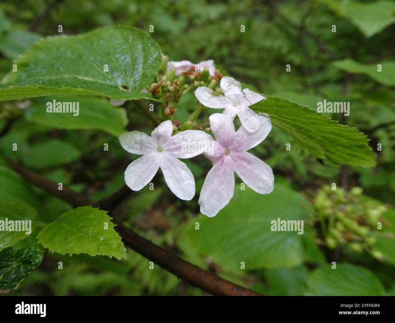 hobblebush (Viburnum lantanoides Stock Photo - Alamy