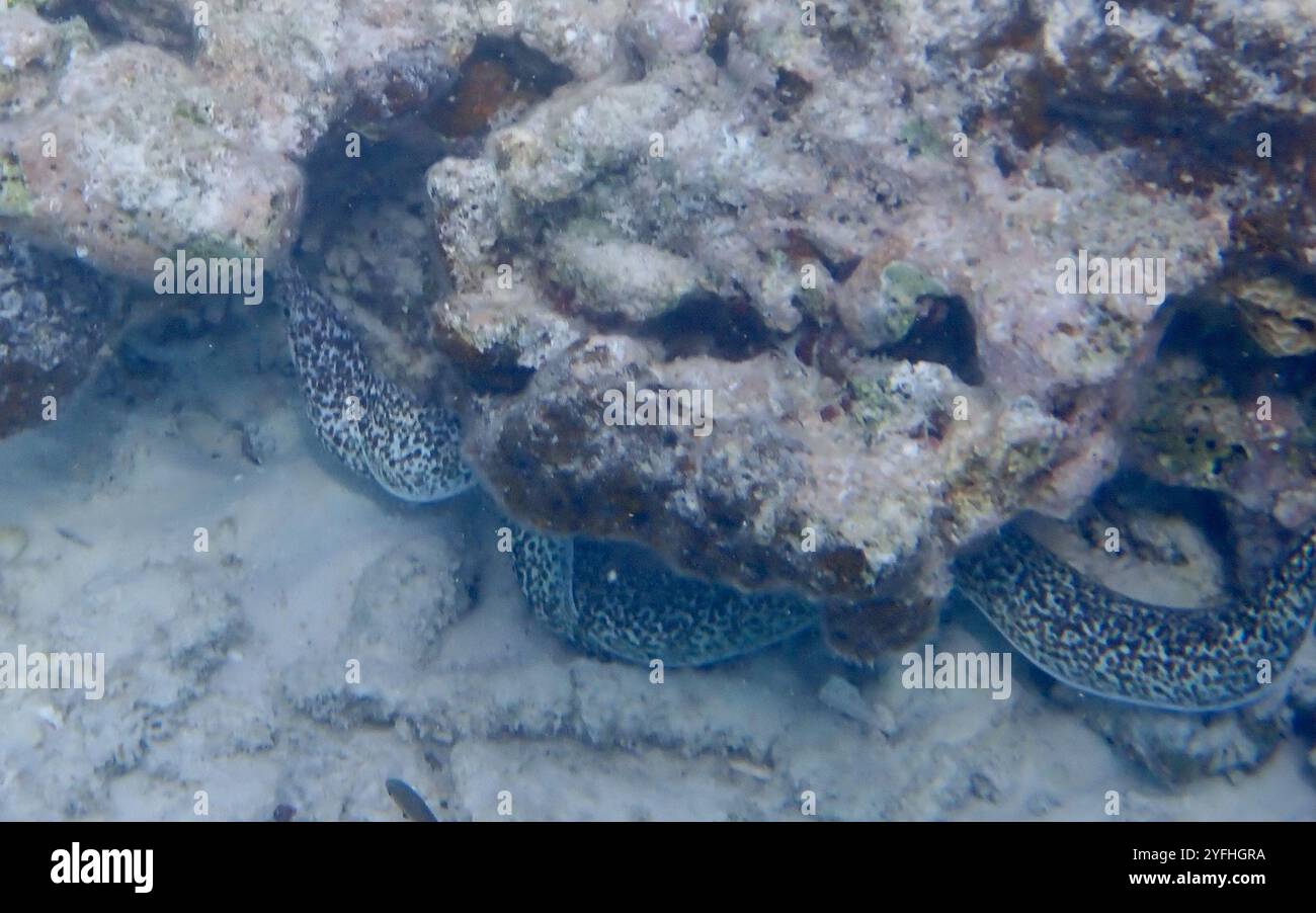 Spotted Moray (Gymnothorax moringa Stock Photo - Alamy