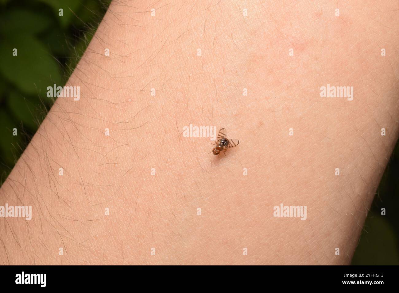 Fruit Flies (Tephritidae Stock Photo - Alamy