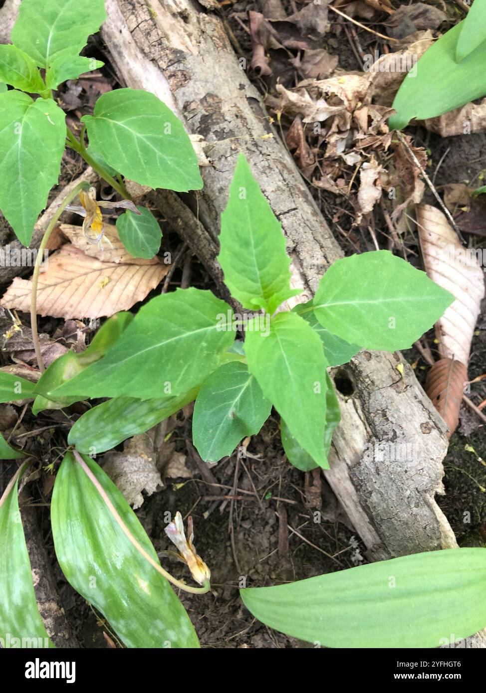 broadleaf enchanter's nightshade (Circaea canadensis Stock Photo - Alamy