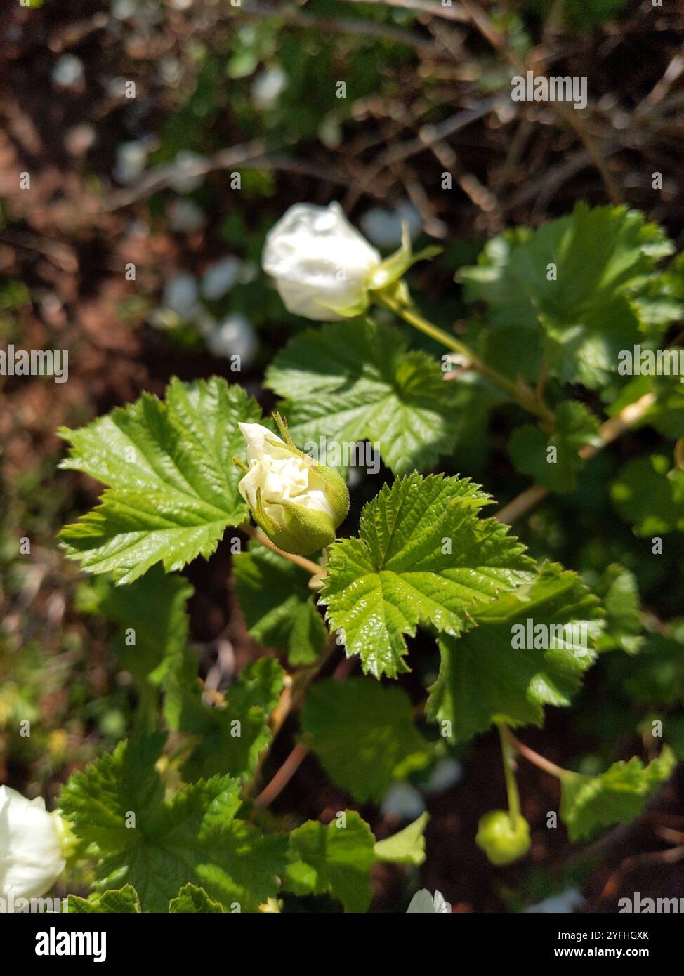 Rocky Mountain raspberry (Rubus deliciosus Stock Photo - Alamy