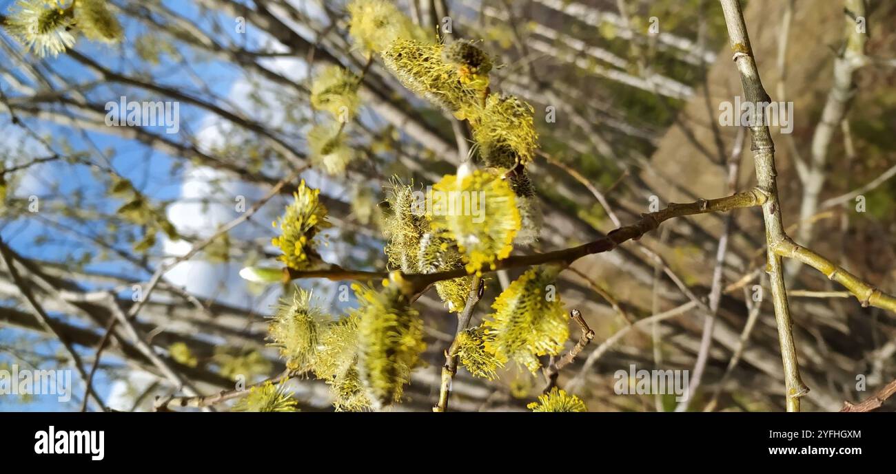 goat willow (Salix caprea Stock Photo - Alamy