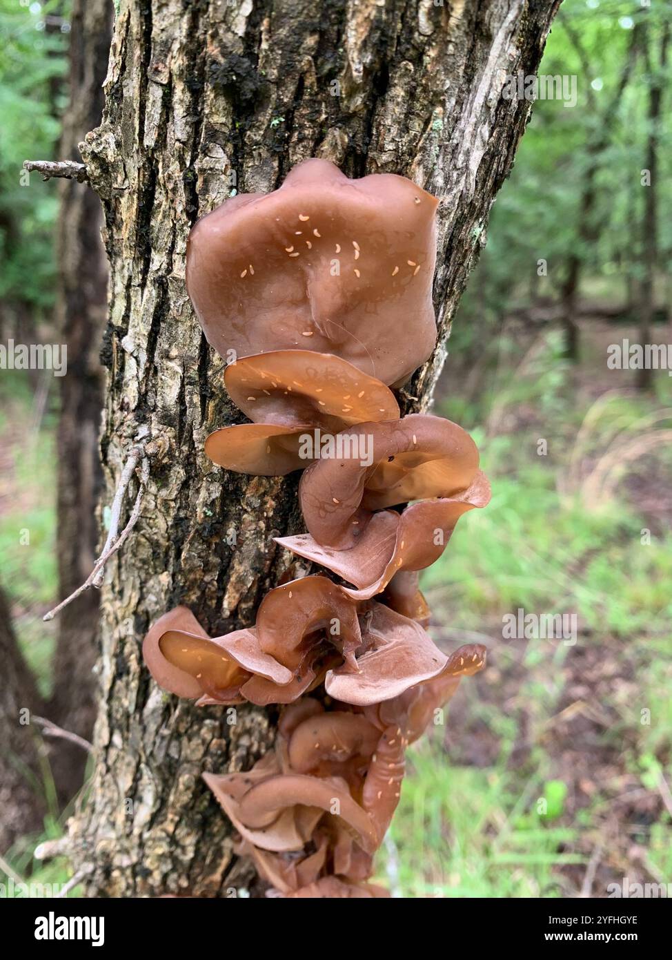 Wood ear fungi (Auricularia Stock Photo - Alamy