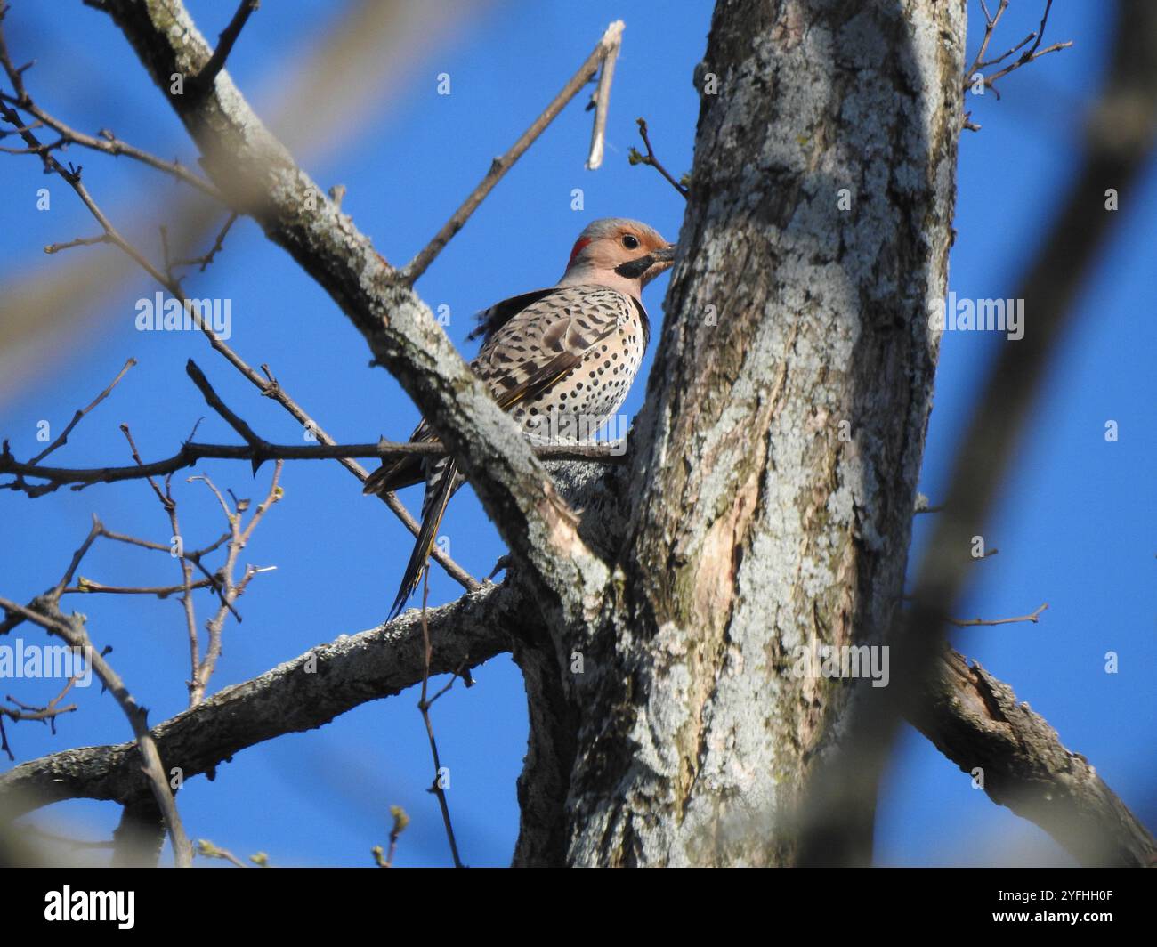 Northern Flicker (Colaptes auratus Stock Photo - Alamy