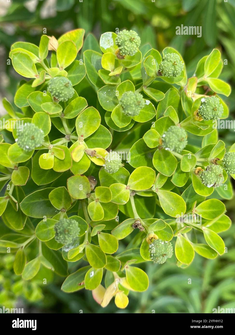 flowering plants (Angiospermae Stock Photo - Alamy