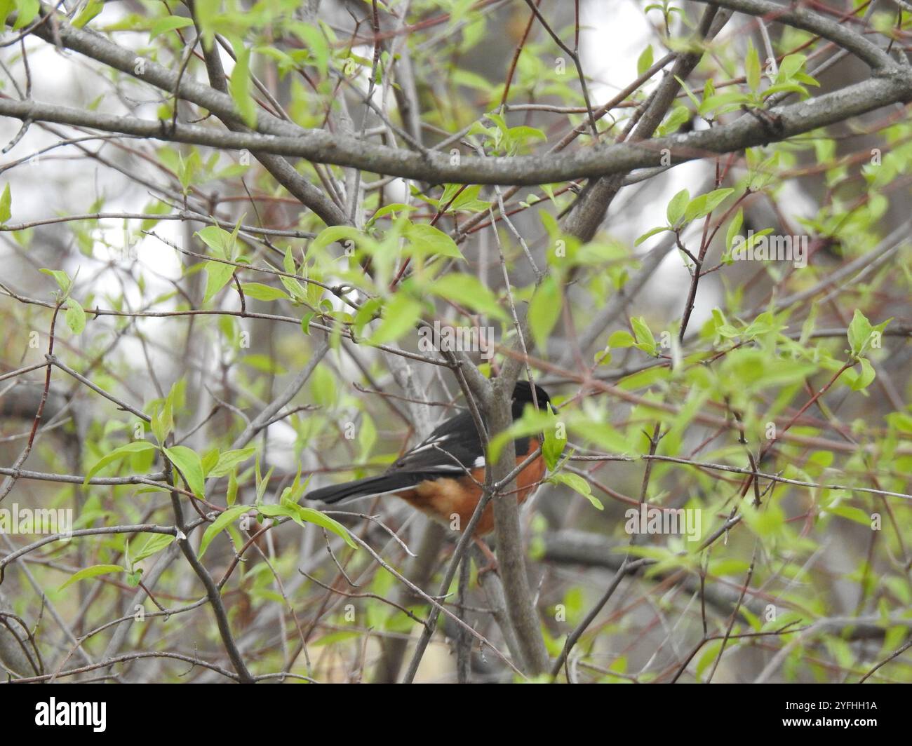 Eastern Towhee (Pipilo erythrophthalmus Stock Photo - Alamy