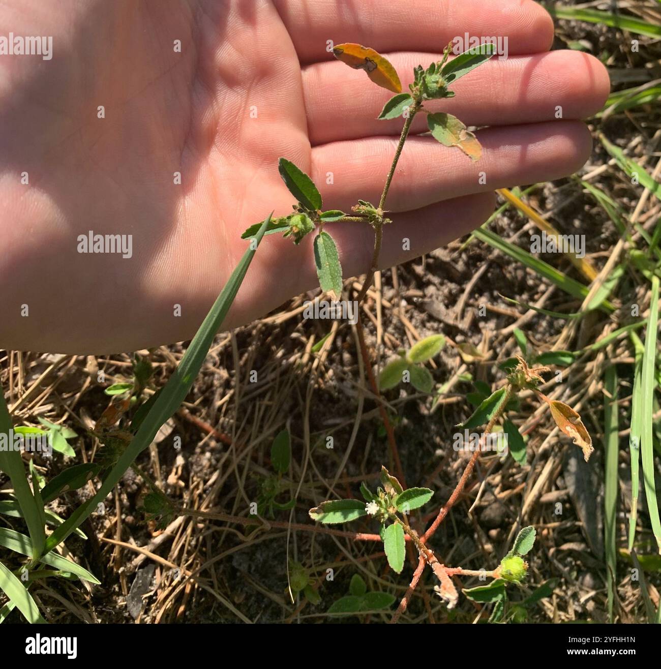 sand croton (Croton glandulosus septentrionalis Stock Photo - Alamy