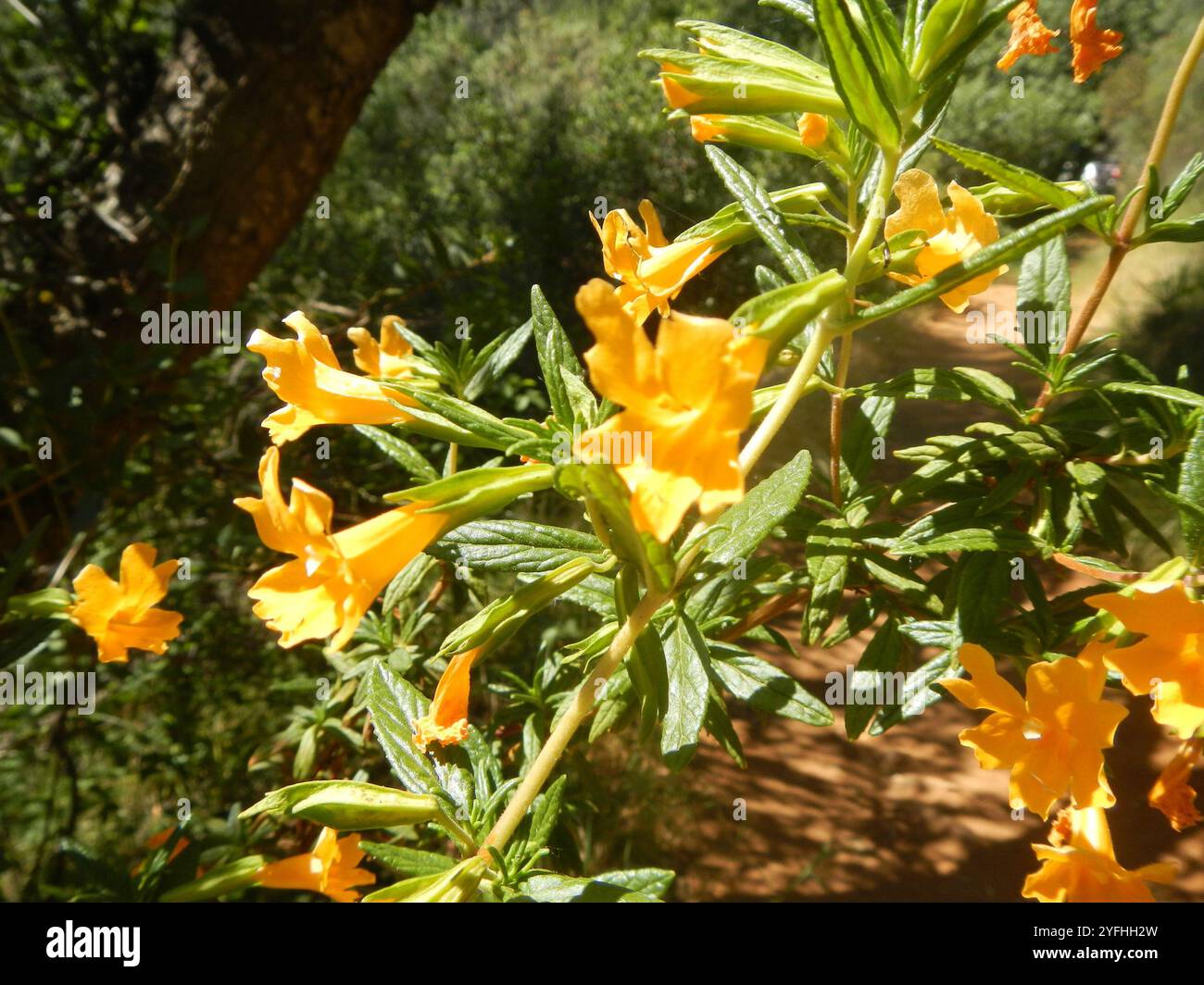 orange bush monkeyflower (Diplacus aurantiacus Stock Photo - Alamy