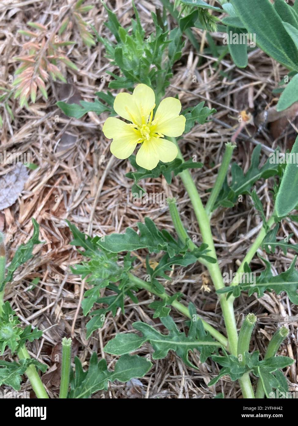 cutleaf evening primrose (Oenothera laciniata Stock Photo - Alamy